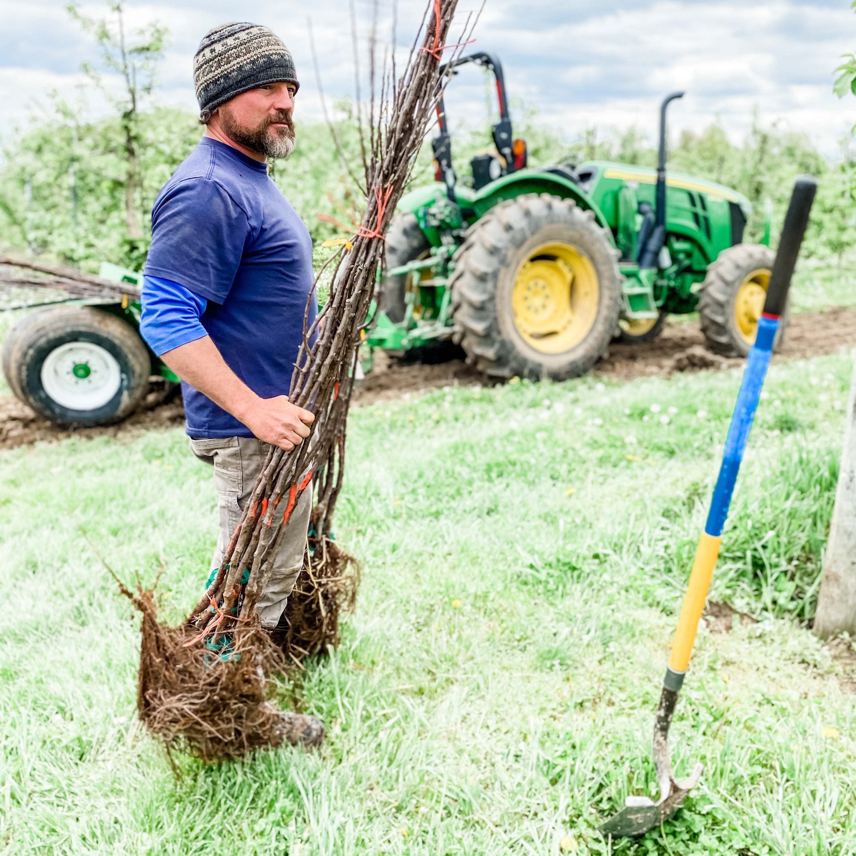 Spring Bloom - Pre-Order Fruit Tree Saplings (May 2025) – Quarry Hill ...